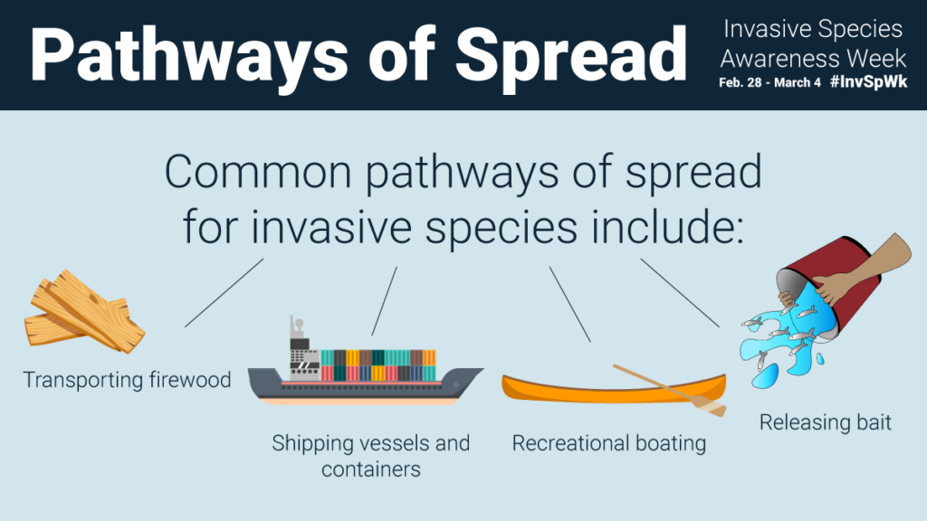 Invasive Species – Huron Shores
